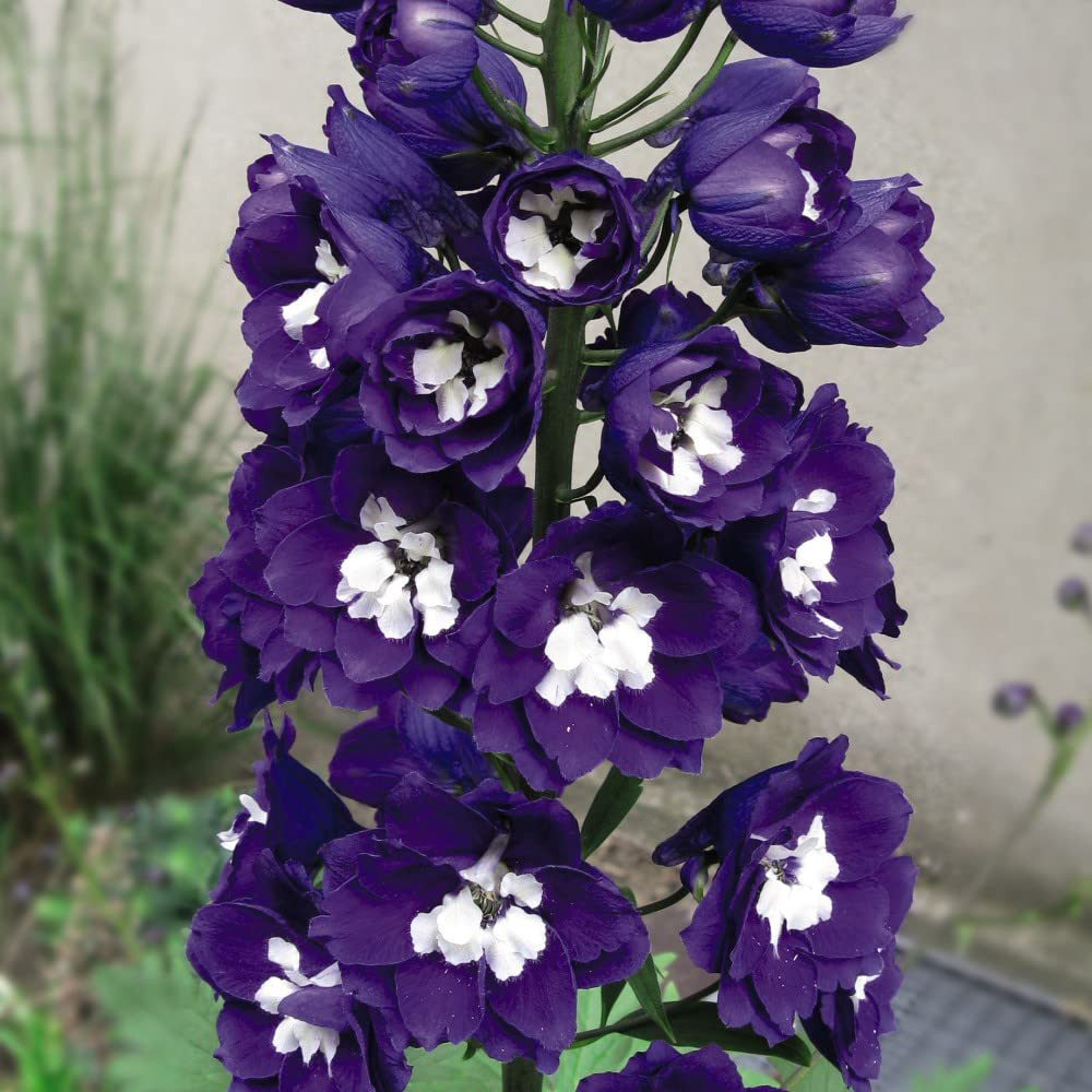 Thompson and Morgan Delphinium Magic Fountain Dark Blue White Bee Plant Pot 9cm | Homebase