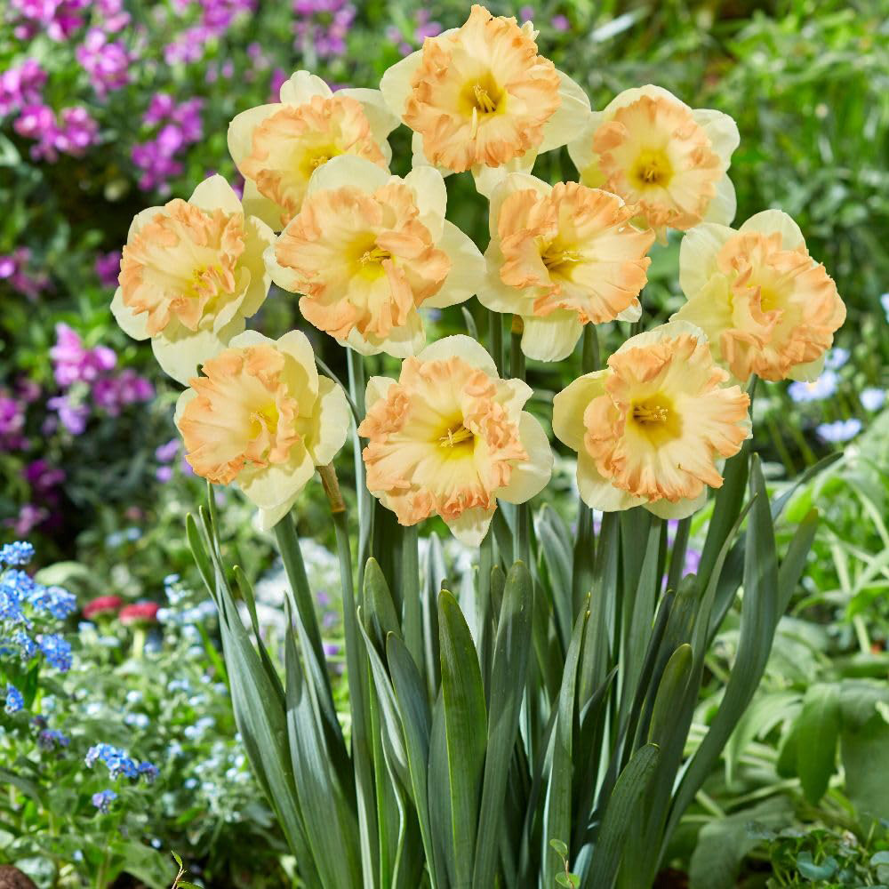 Thompson and Morgan Narcissus Easter Party Bulbs 20 Pack | Homebase