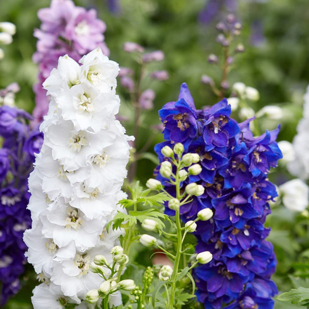Thompson and Morgan Delphinium Magic Fountains Mixed Garden Ready Plant 30 Pack | Homebase