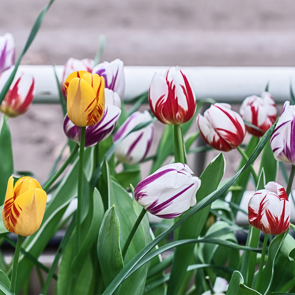 YouGarden Rembrandt Mix Tulip Planting Bulb 30 Pack | Homebase