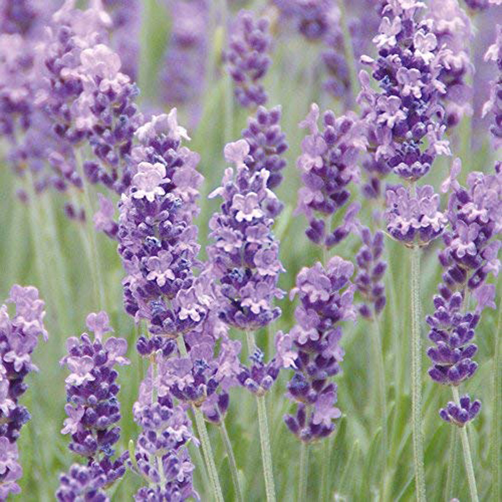 Thompson and Morgan Lavandula Lavender Munstead Plant Pot 9cm 3 Pack ...