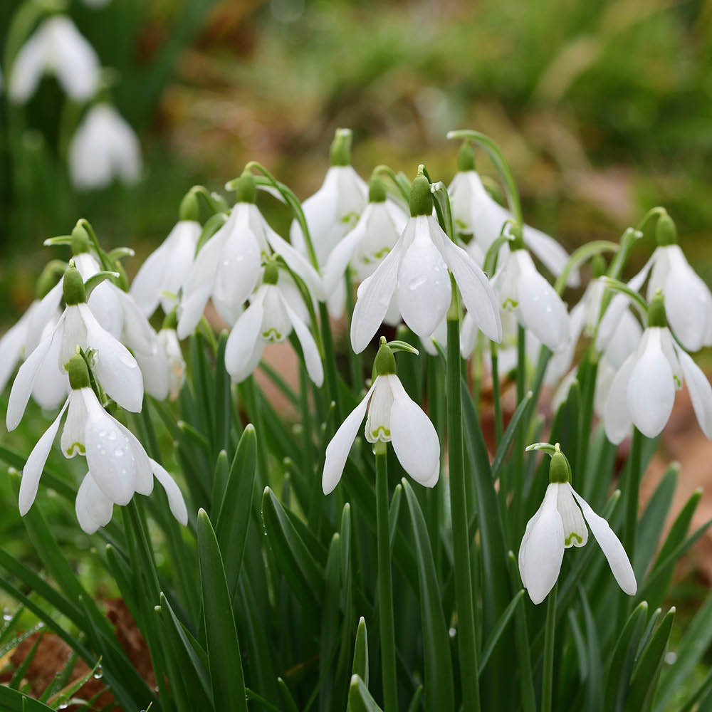 YouGarden Galanthus Nivalis Snowdrops Planting Bulb 40 Pack | Homebase